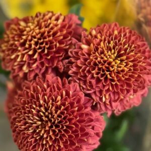 Taylor Wholesale Florist – Delivering the Difference